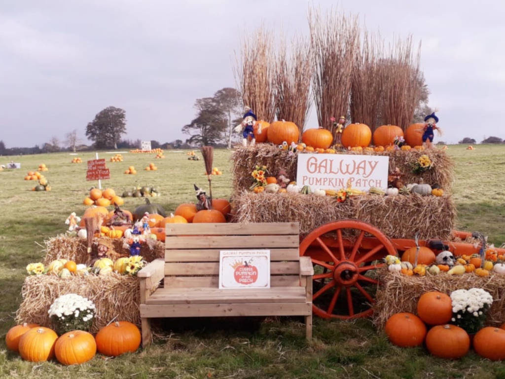 Galway Pumpkin Patch 2026 in Ardrahan Co. Galway, Ireland.
