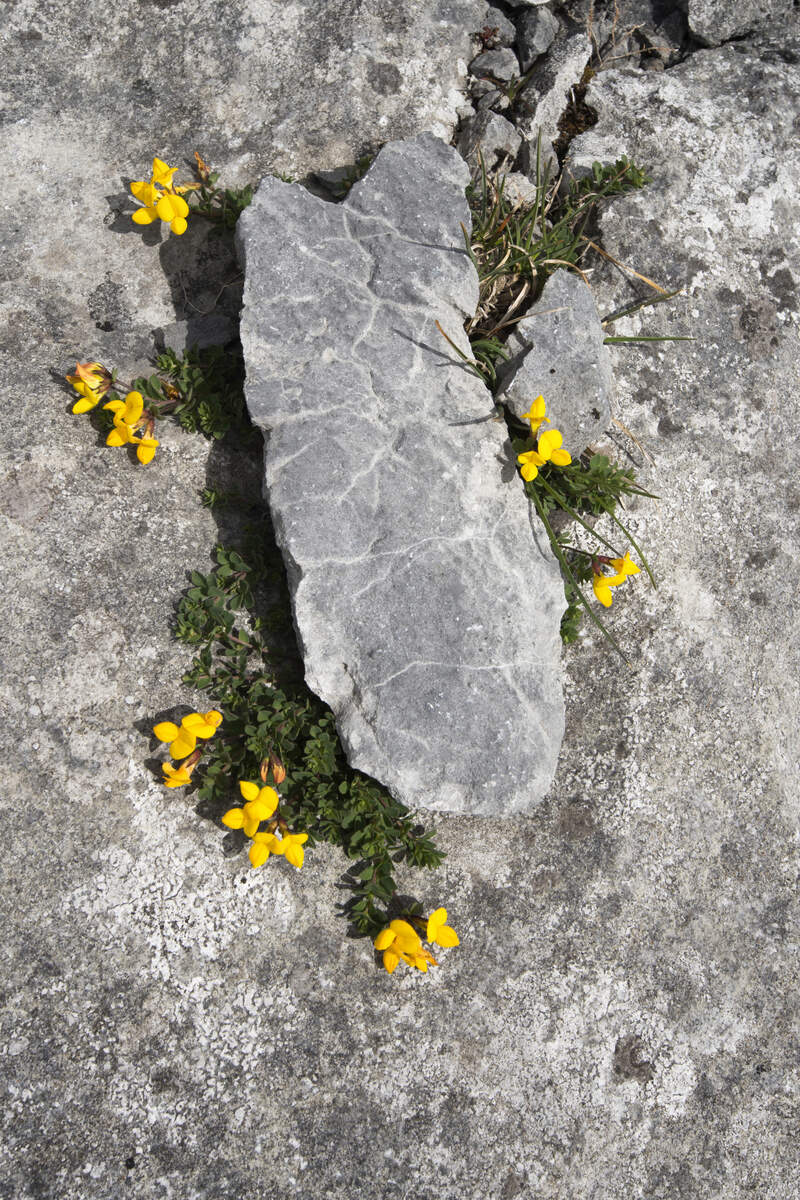 The Burren: All you need to know | Ireland's Unique Karst Landscape
