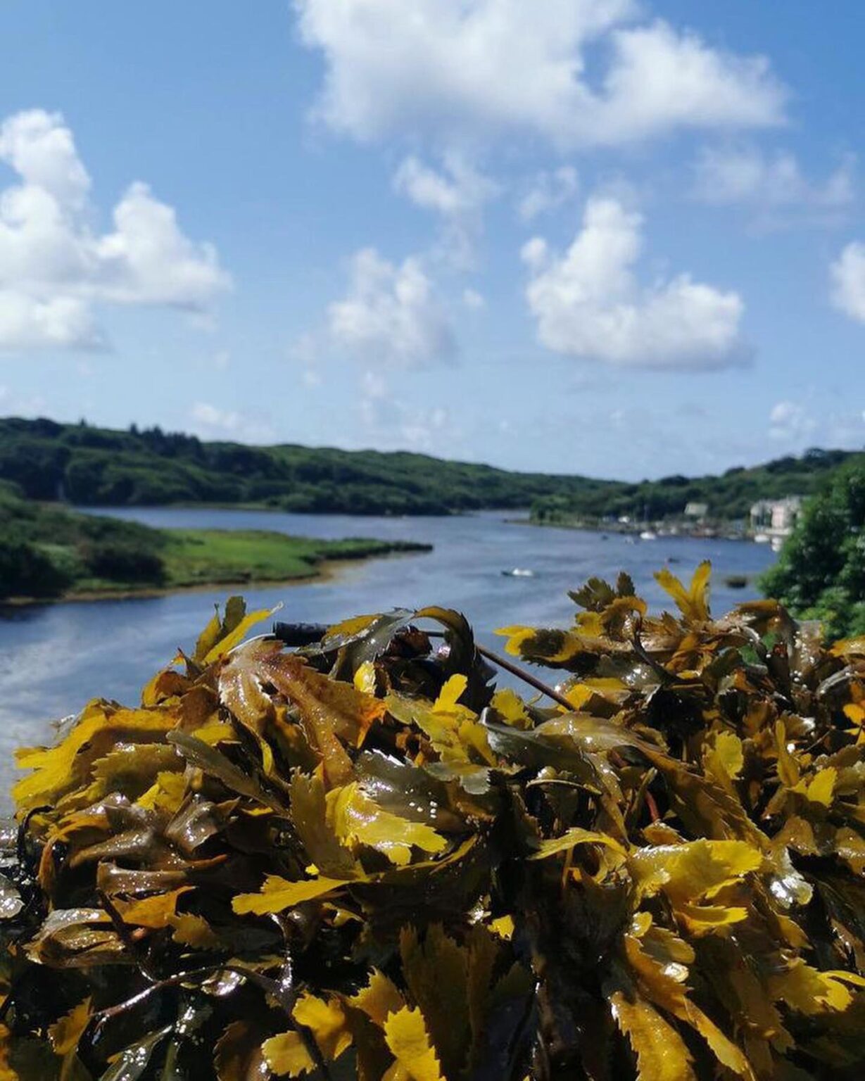 🌿SOAK Connemara Seaweed Baths Clifden | 2026 Prices, Hours & Bookings